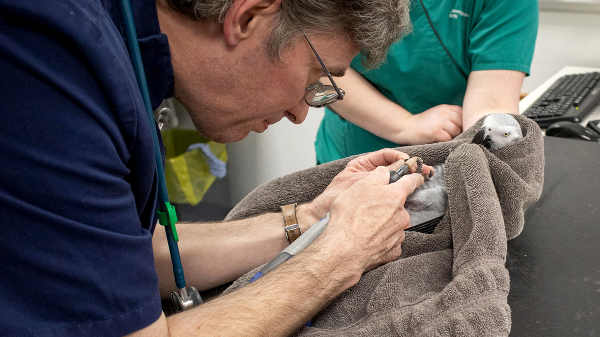 Rabbits, Small Furries, and Exotic Pets | Langford Vets