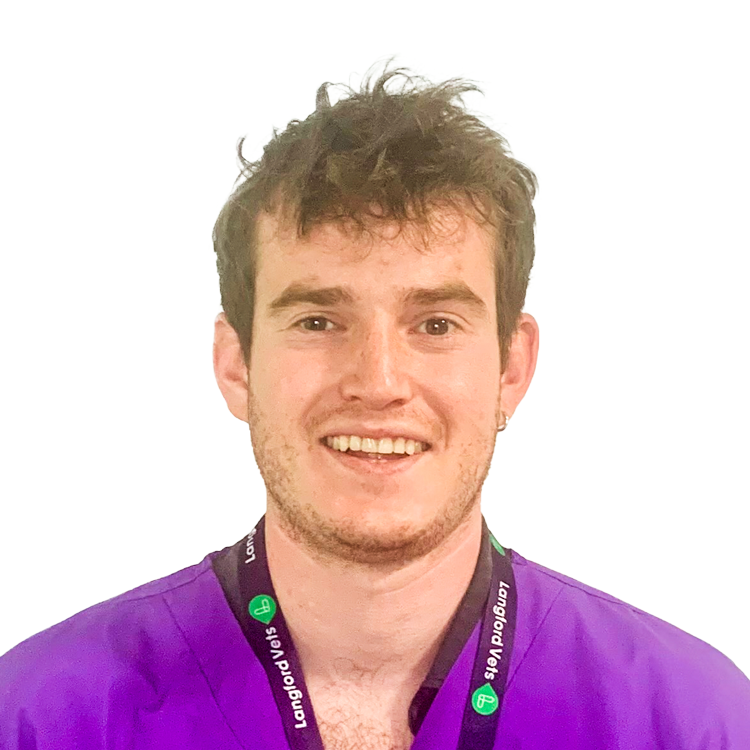 Meet the Hospital Team | Langford Vets