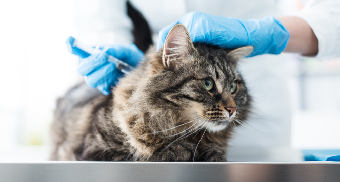 Cats & kittens | Langford Vets