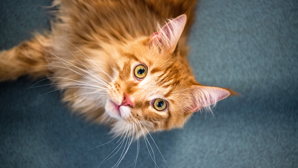 Feline Centre | Langford Vets