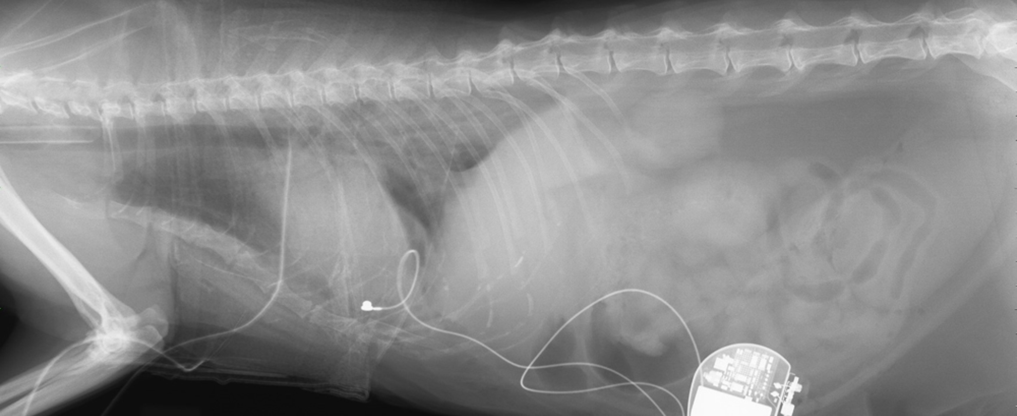 Phoenix and Merlin - Feline Pacemaker | Langford Vets