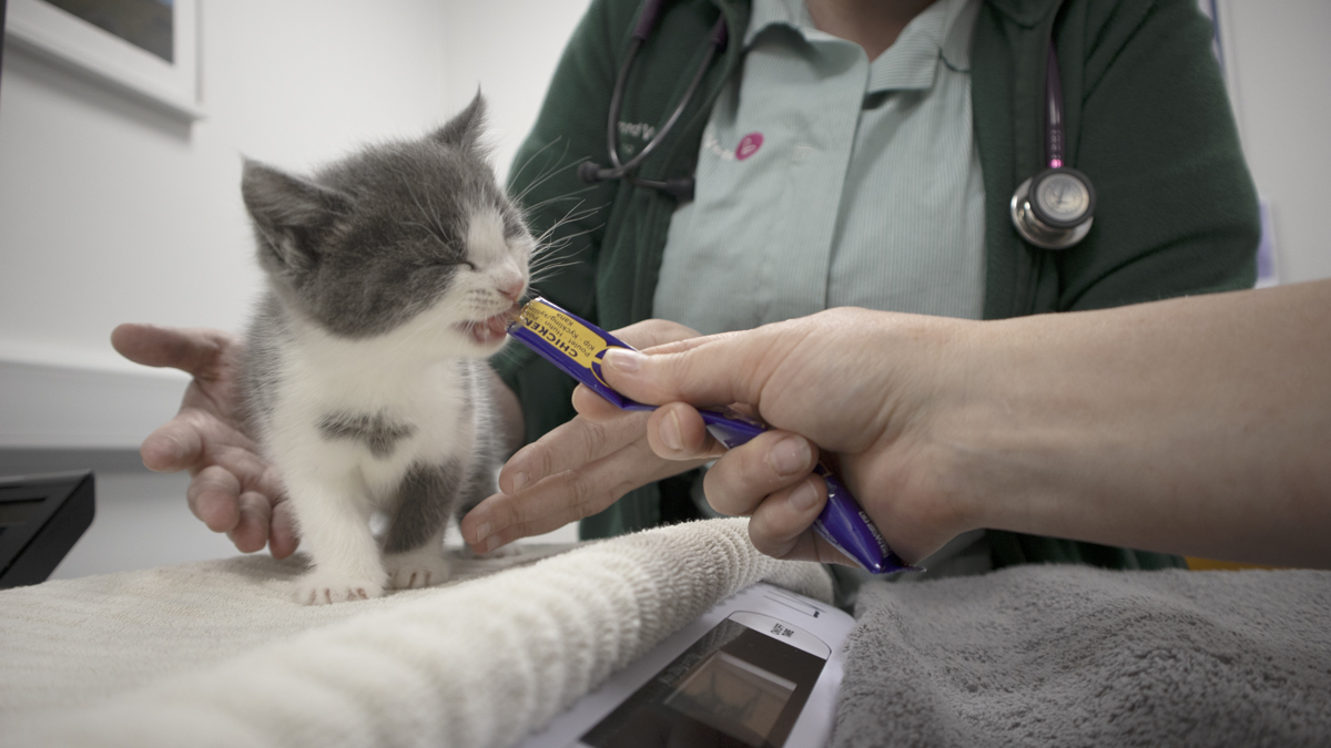 Cats and Kittens | Langford Vets