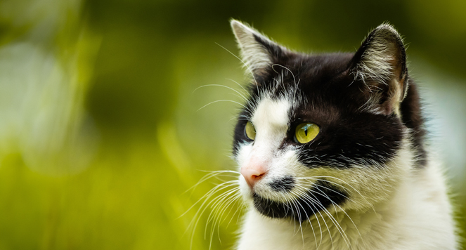 Cats & kittens | Langford Vets