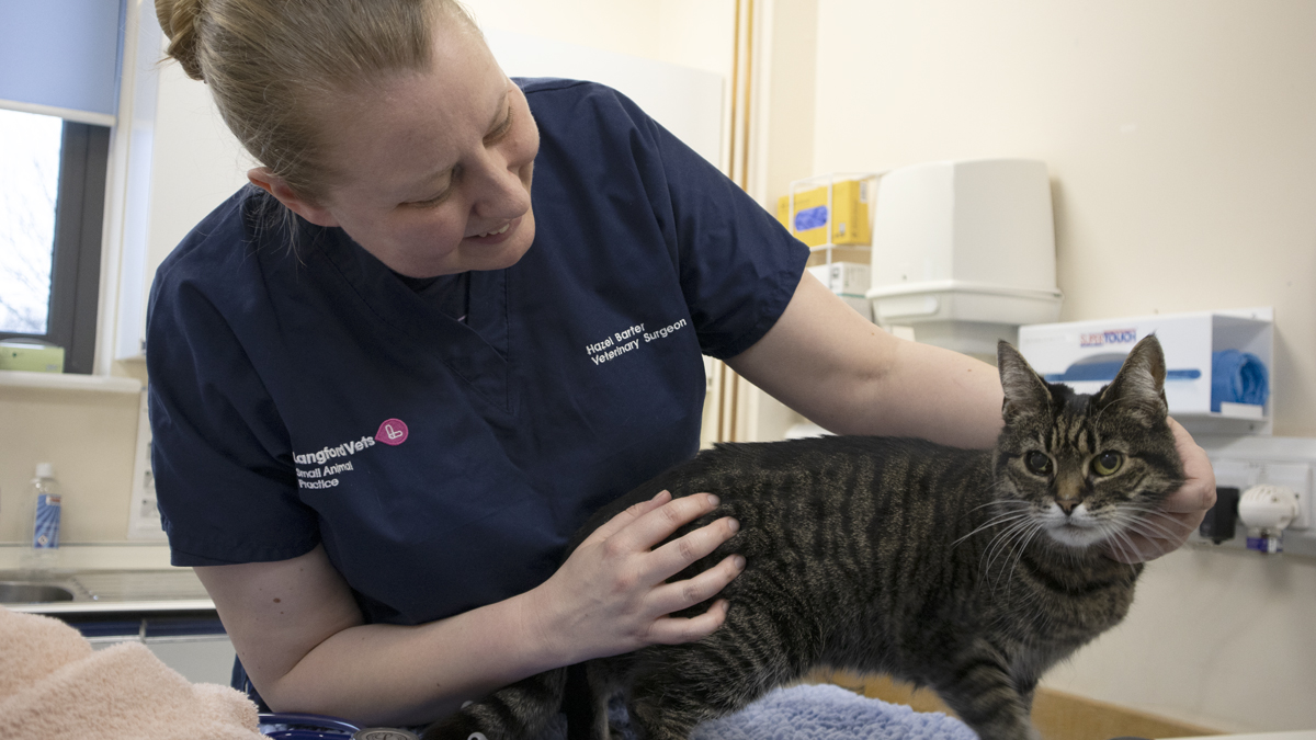 Services | Langford Vets