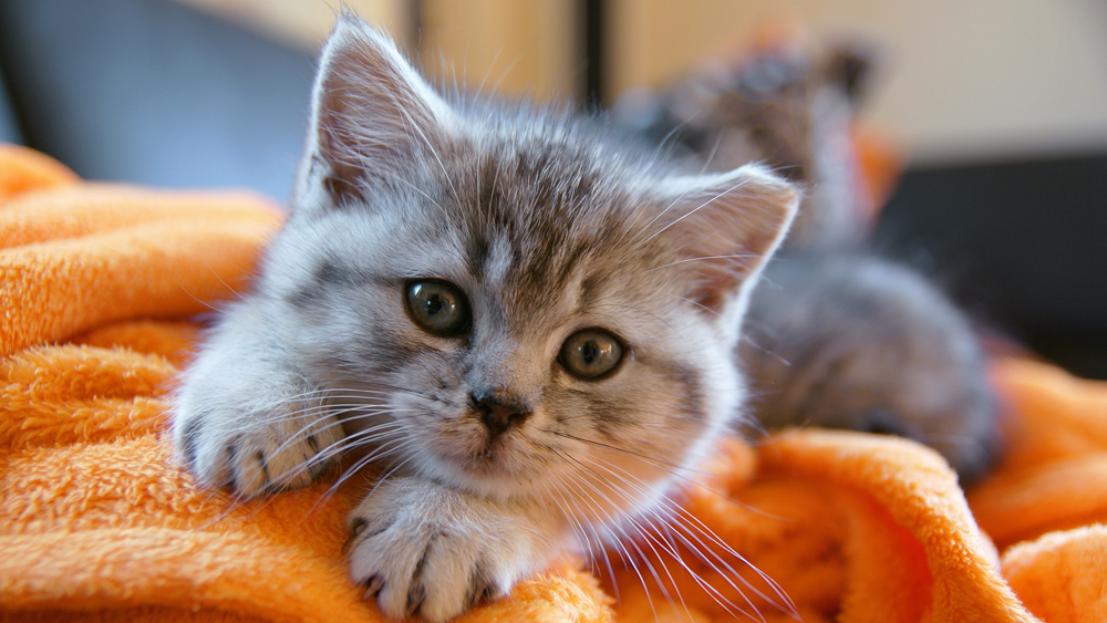 Cats & kittens | Langford Vets