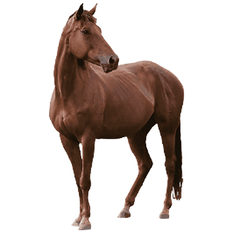 Second Opinion | Langford Vets