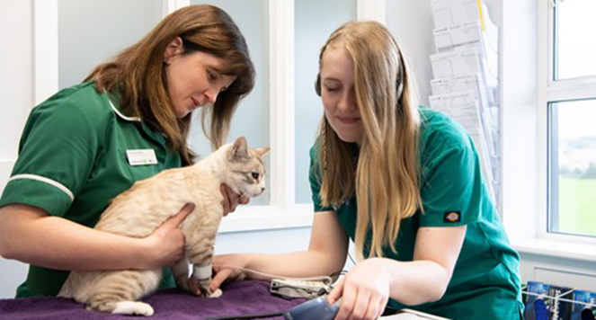 Work with us | Langford Vets