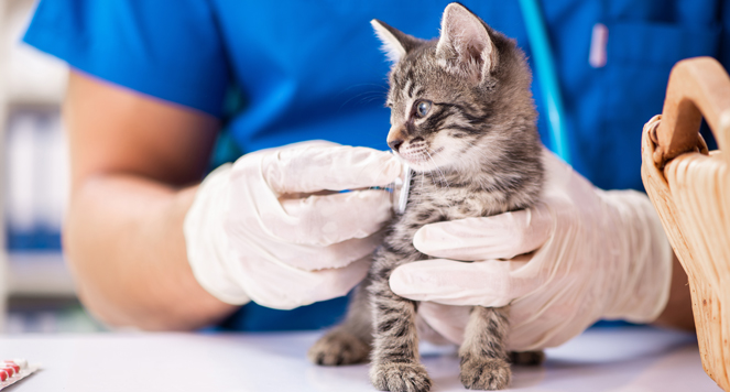 Cats & kittens | Langford Vets